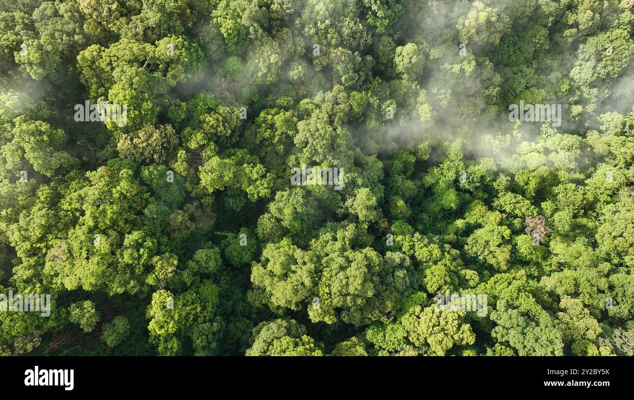Tropical forests can absorb large amounts of carbon dioxide from the ...