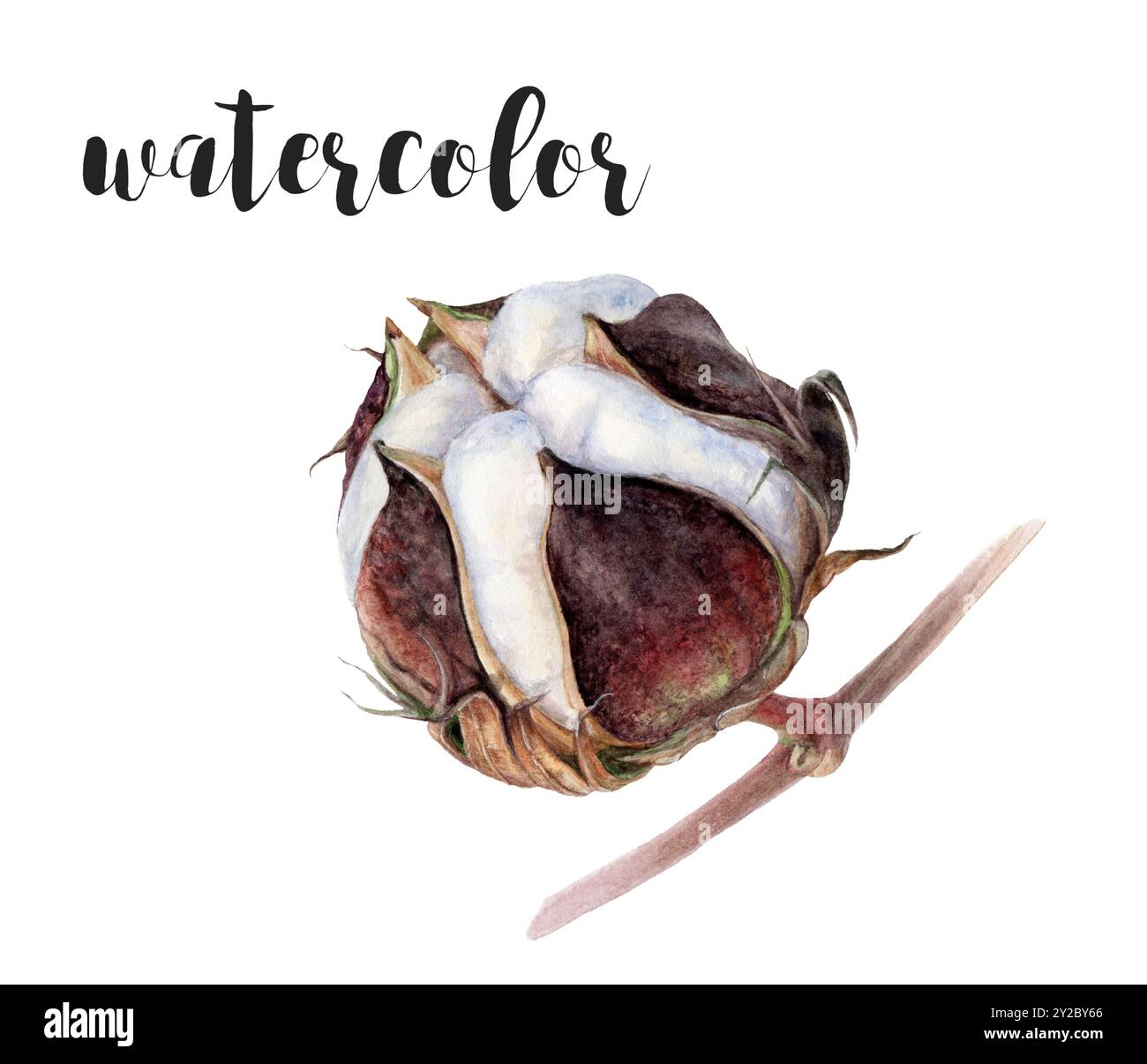 Hand-Painted Watercolor Cotton Boll Botanical Illustration Stock Photo ...