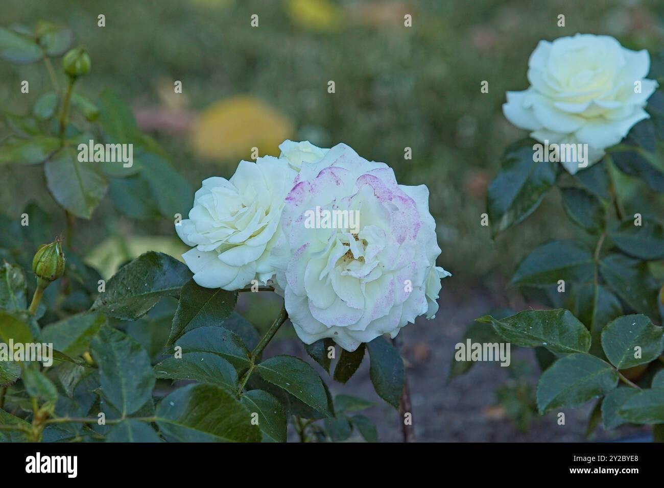 Closeup of Rosa Alabaster which is a white floribunda rose with large ...