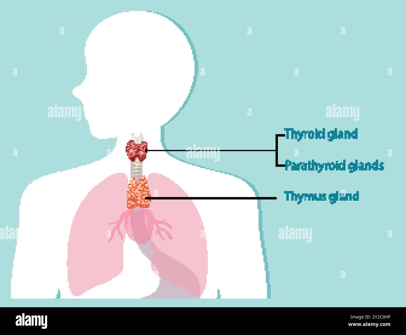 Illustration of thyroid, parathyroid, and thymus glands Stock Vector Image & Art - Alamy
