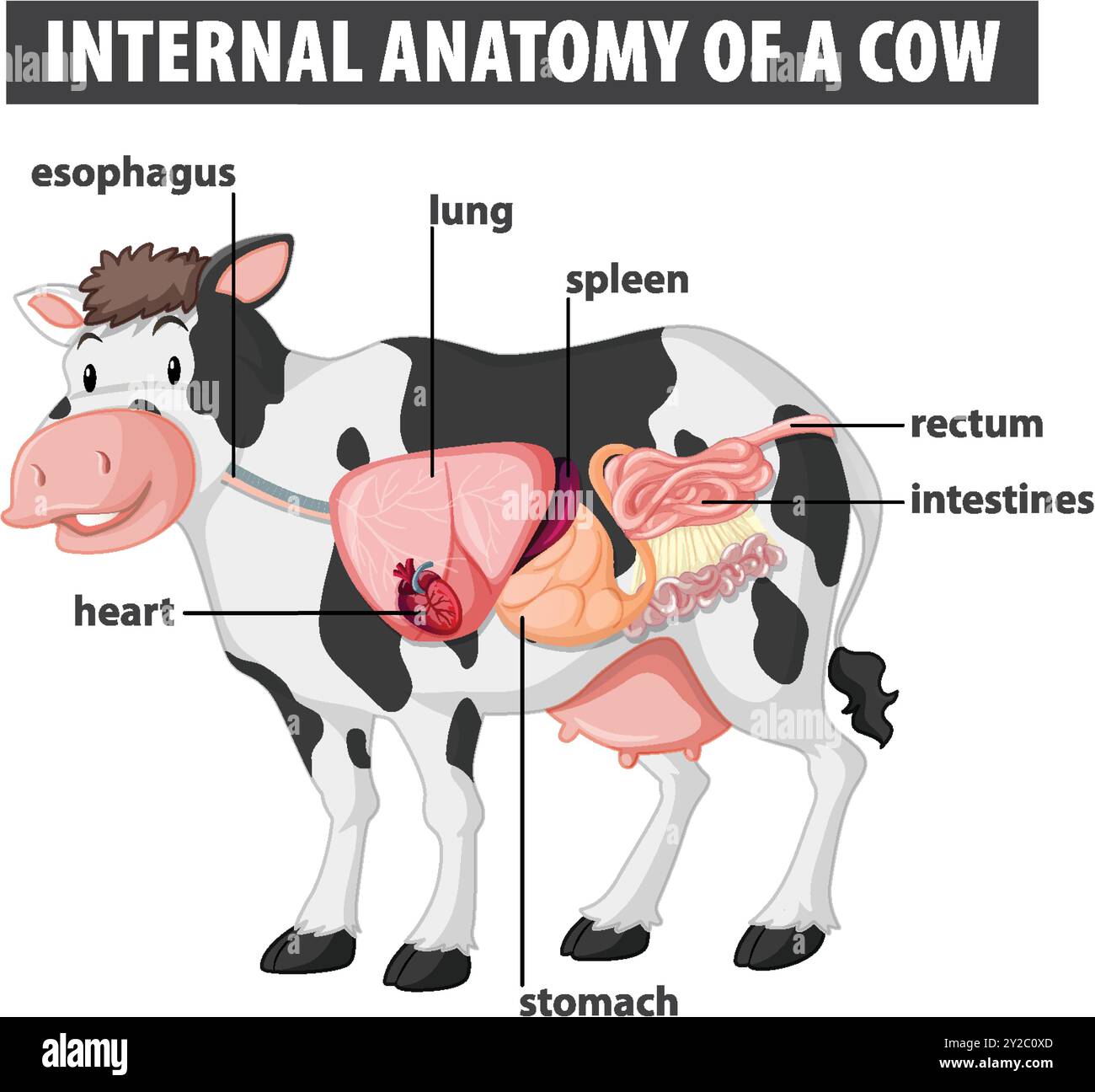 Labeled diagram of cow's internal organs Stock Vector Image & Art - Alamy