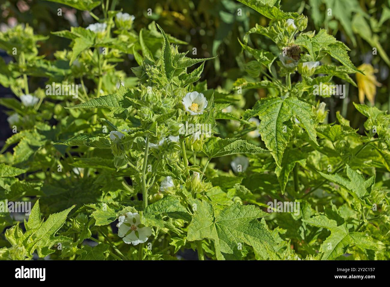 Cedar cup kitaibelia vitifolia hi-res stock photography and images - Alamy