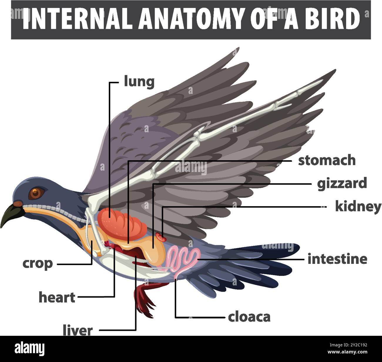 Detailed diagram of bird's internal organs Stock Vector Image & Art - Alamy Detailed diagram of bird's internal organs Stock Vector Image & Art - Alamy