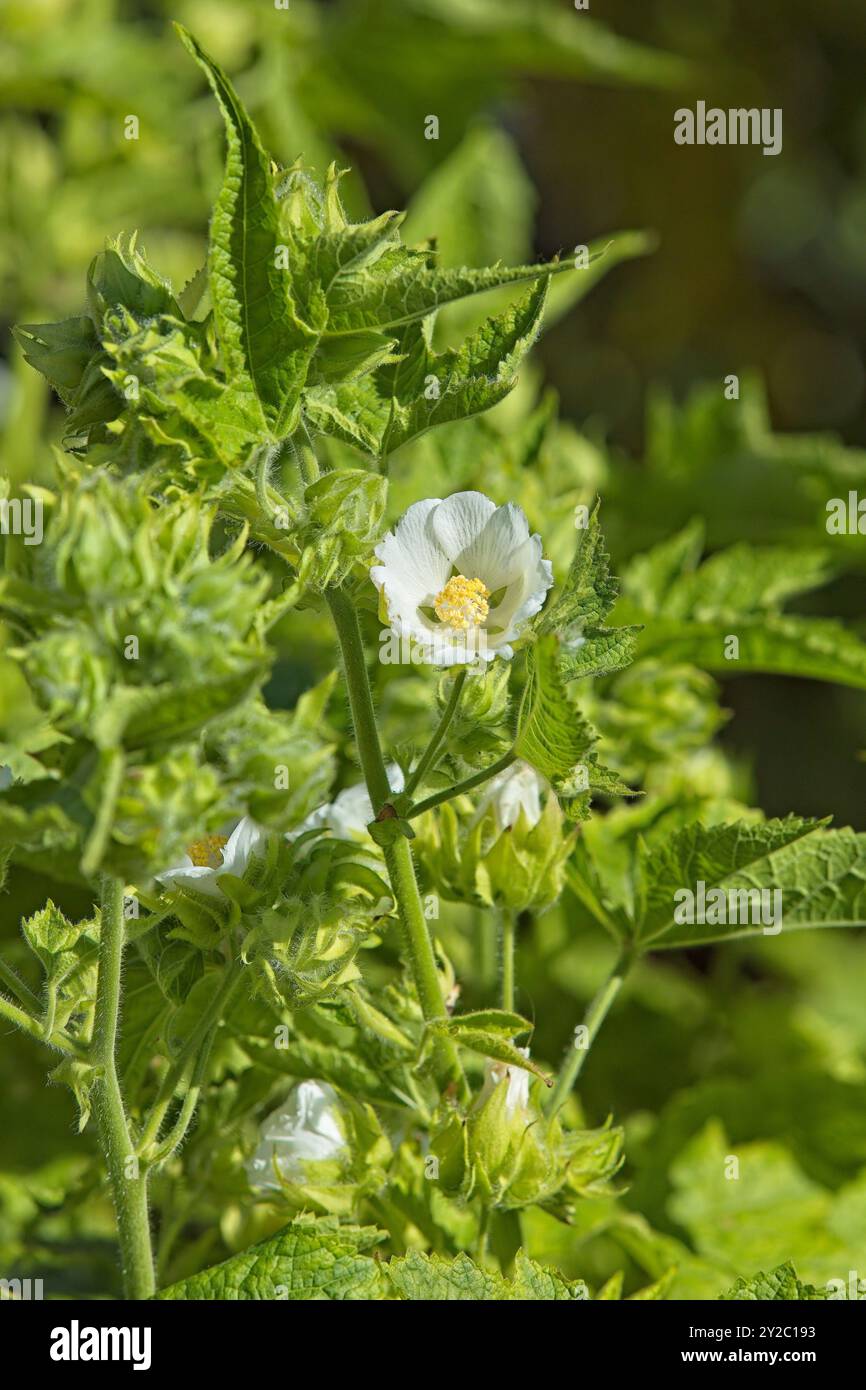 Cedar cup kitaibelia vitifolia hi-res stock photography and images - Alamy