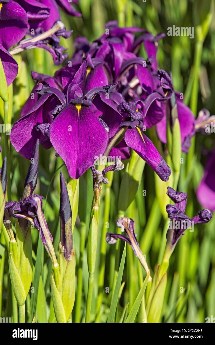 Closeup of iris ensata also known as Japanese iris are among the most ...