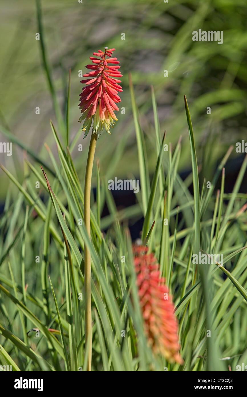 Closeup of kniphofia pumila which is a broadleaf evergreen perennial ...