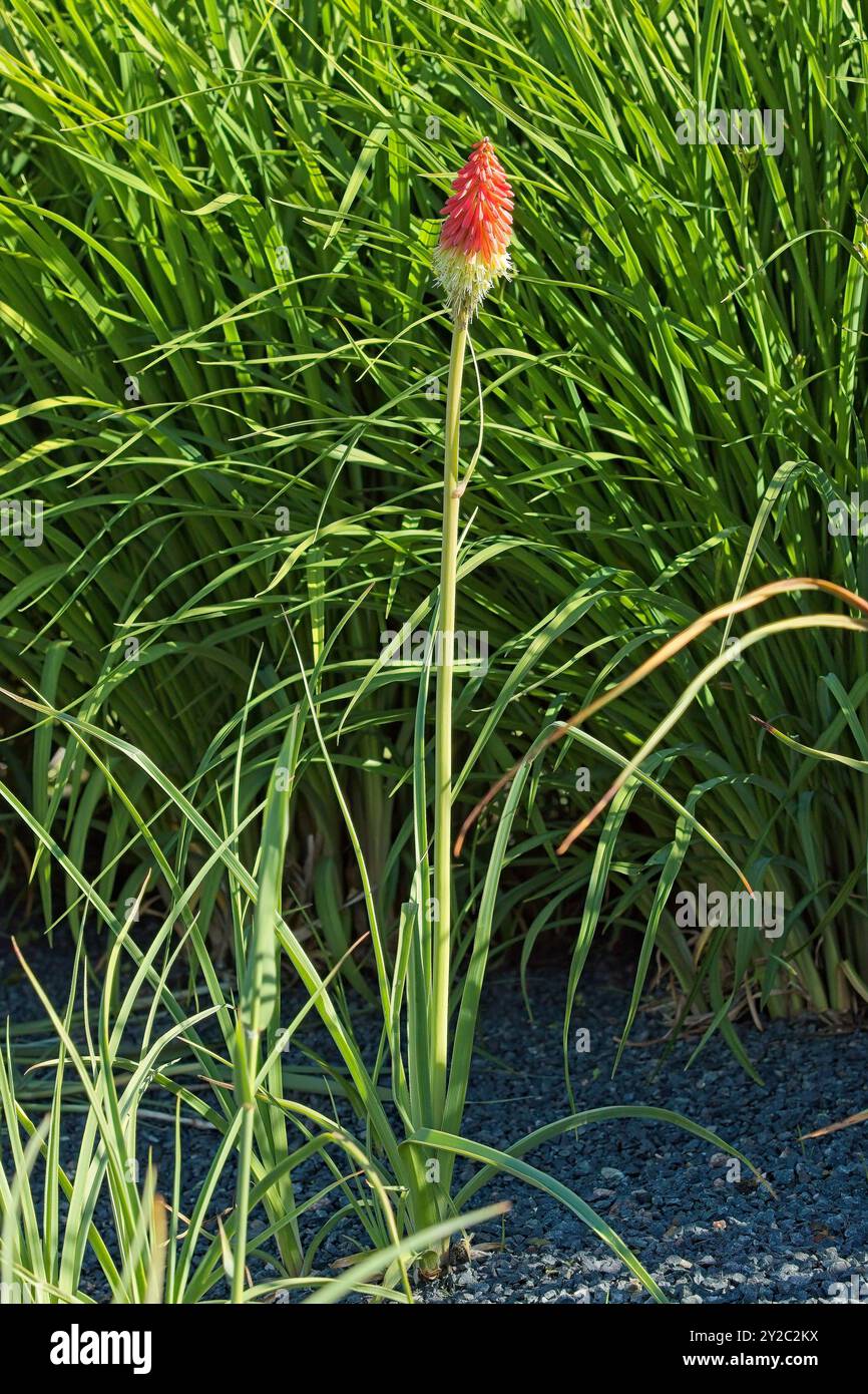 Closeup of kniphofia pumila which is a broadleaf evergreen perennial ...