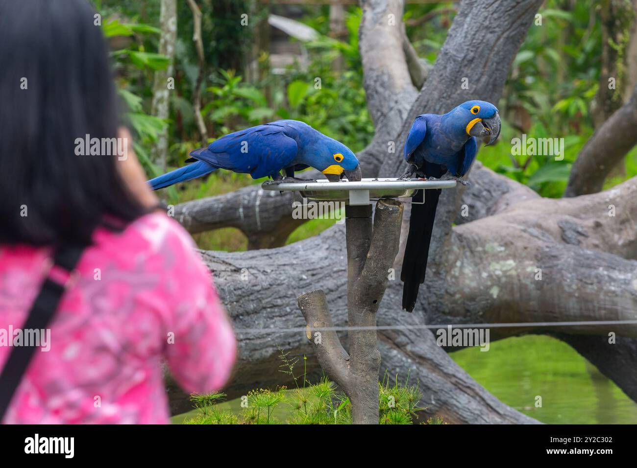 Back view of a girl check out pair of Hyacinth macaws feeding, the largest species parrot. Bird ...