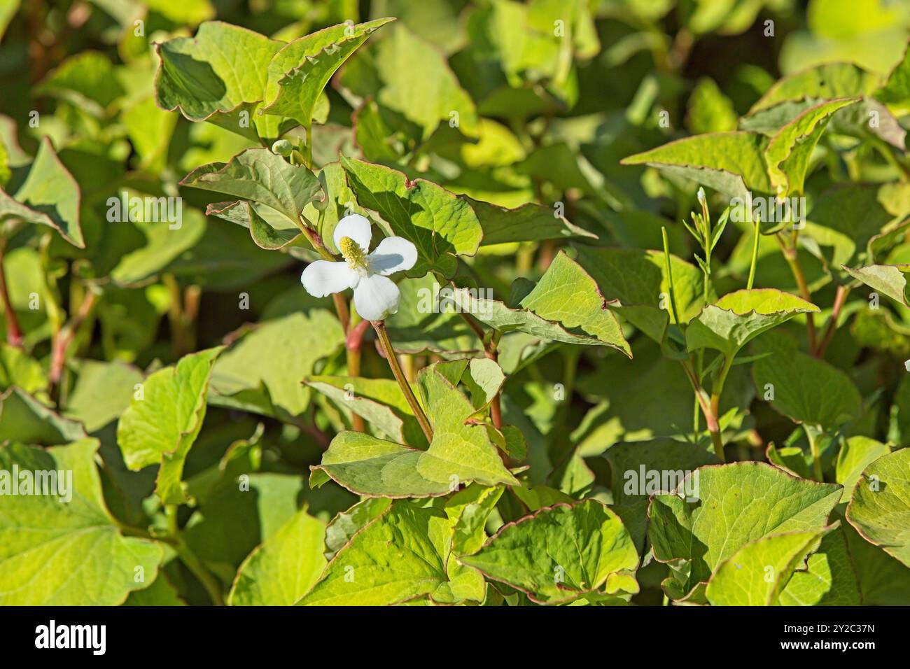 Closeup of houttuynia cordata, also known as fish mint, fish leaf ...