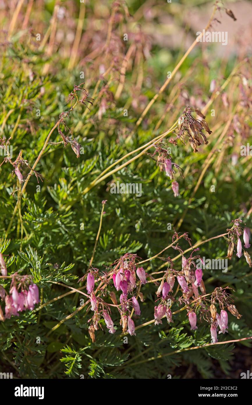 Closeup of dicentra formosa, also known as pacific bleeding-heart which ...