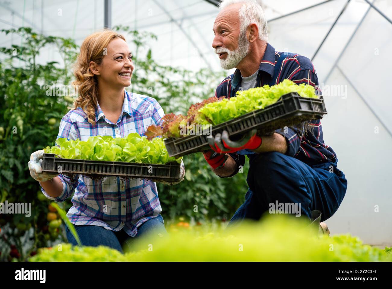 Farmer workers harvesting lettuce and vegetables from the greenhouse ...