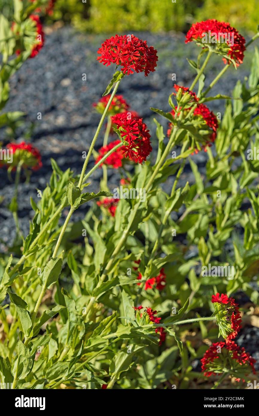 Closeup of Silene chalcedonica, also known as Maltese cross, Tears of ...