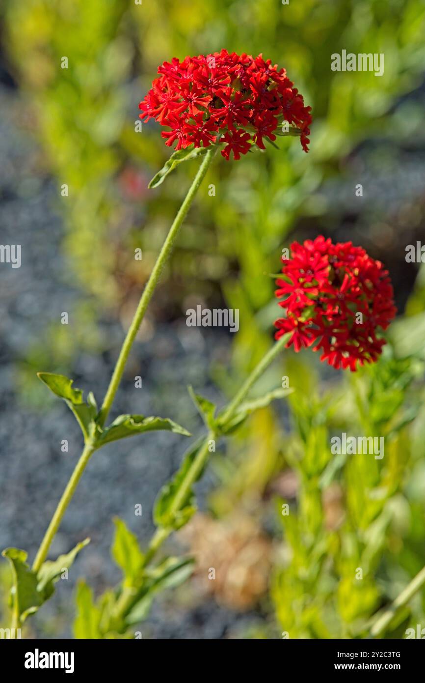 Closeup of Silene chalcedonica, also known as Maltese cross, Tears of ...