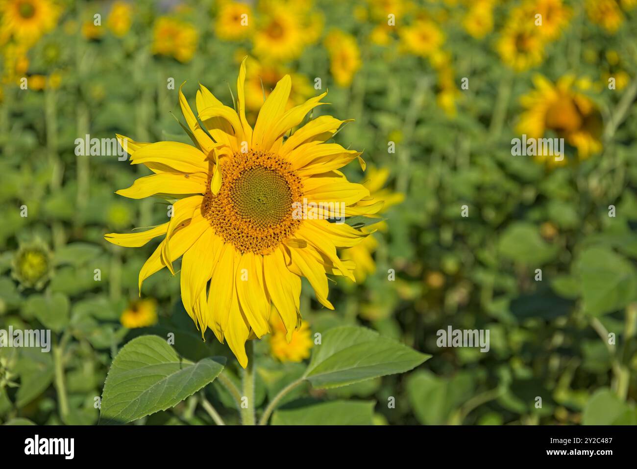 Closeup of helianthus annuus, also known as common sunflower, is a ...
