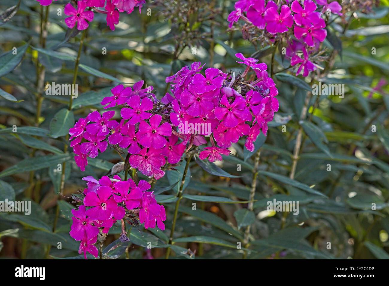 Closeup of phlox paniculata ´border gem´, also known as garden phlox ...