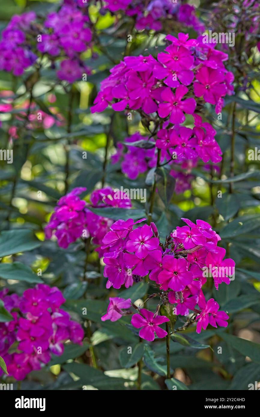 Closeup of phlox paniculata ´border gem´, also known as garden phlox ...