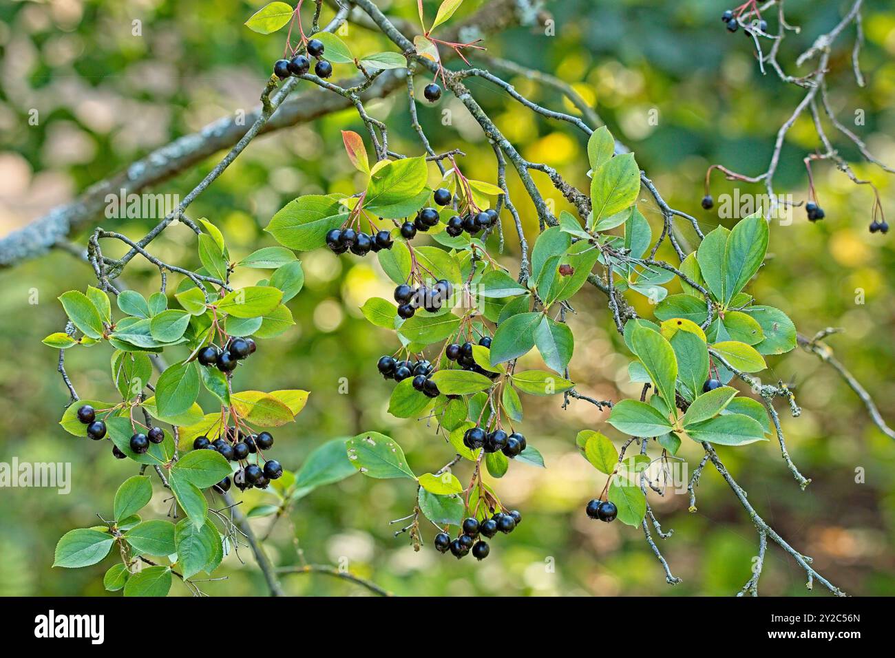 Closeup of aronia x prunifolia, called the purple chokeberry, is a ...