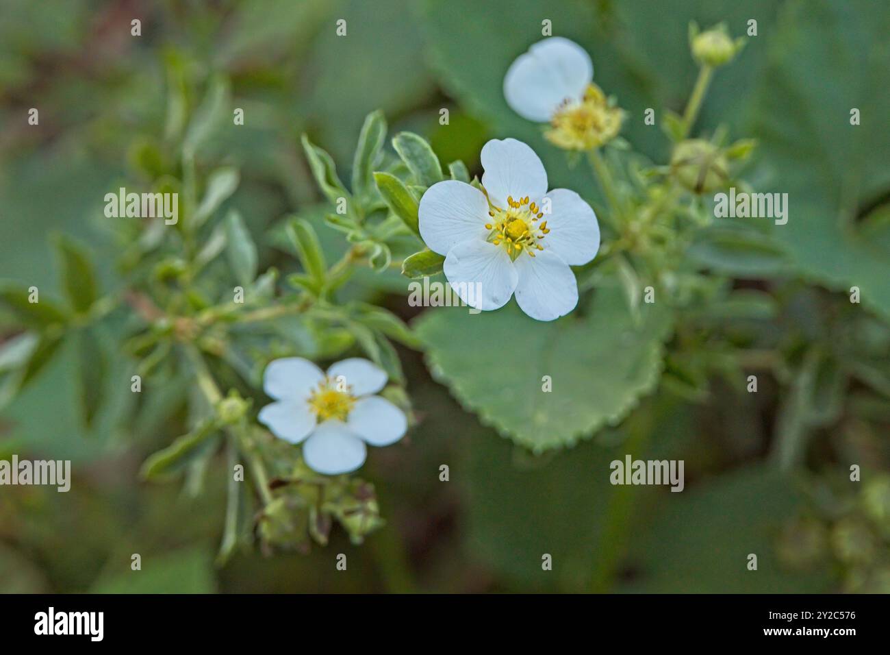 Closeup of dasiphora fruticosa `veitchii` is a species of hardy ...