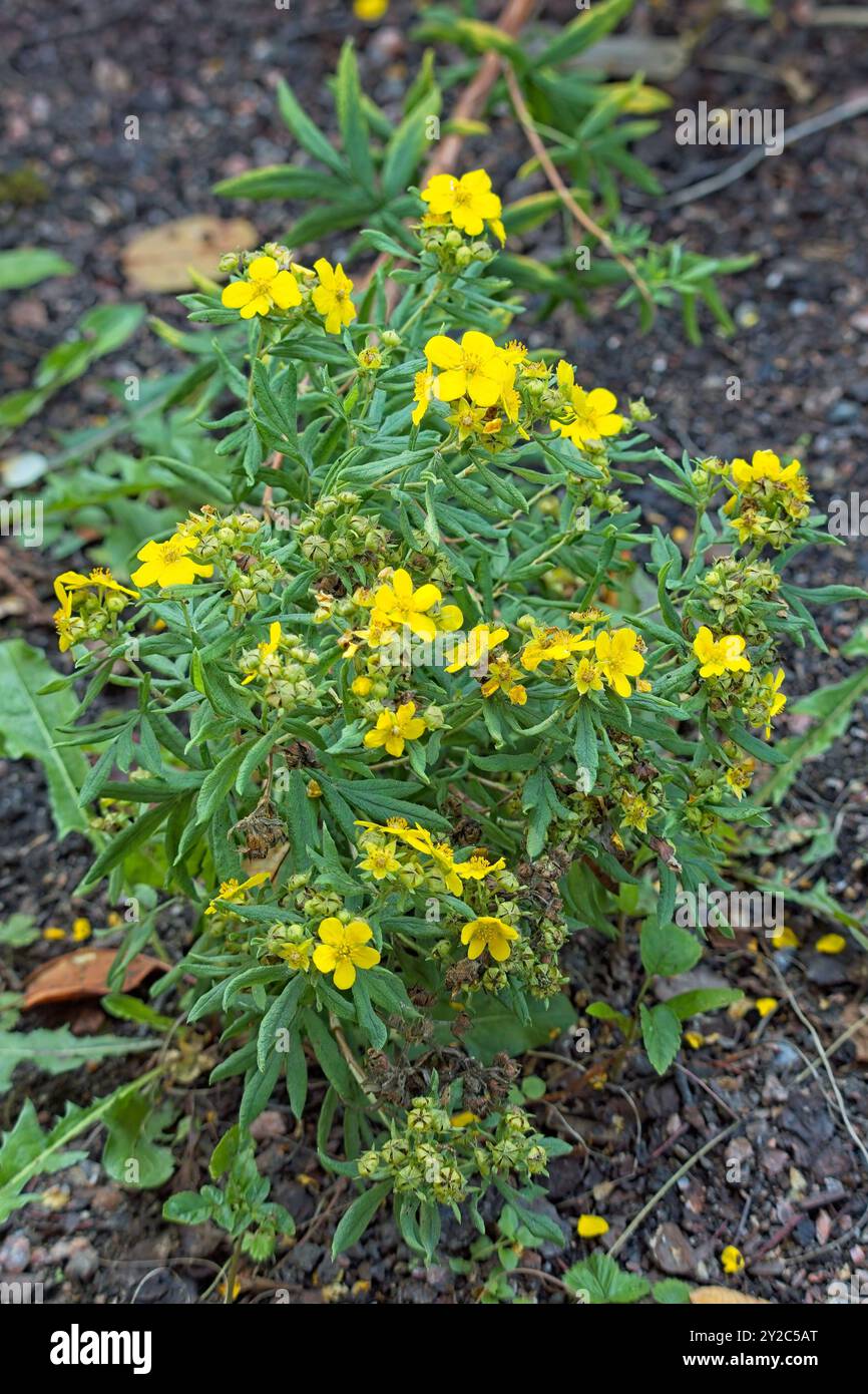 Closeup of dasiphora fruticosa ´jackman´ is a species of hardy ...
