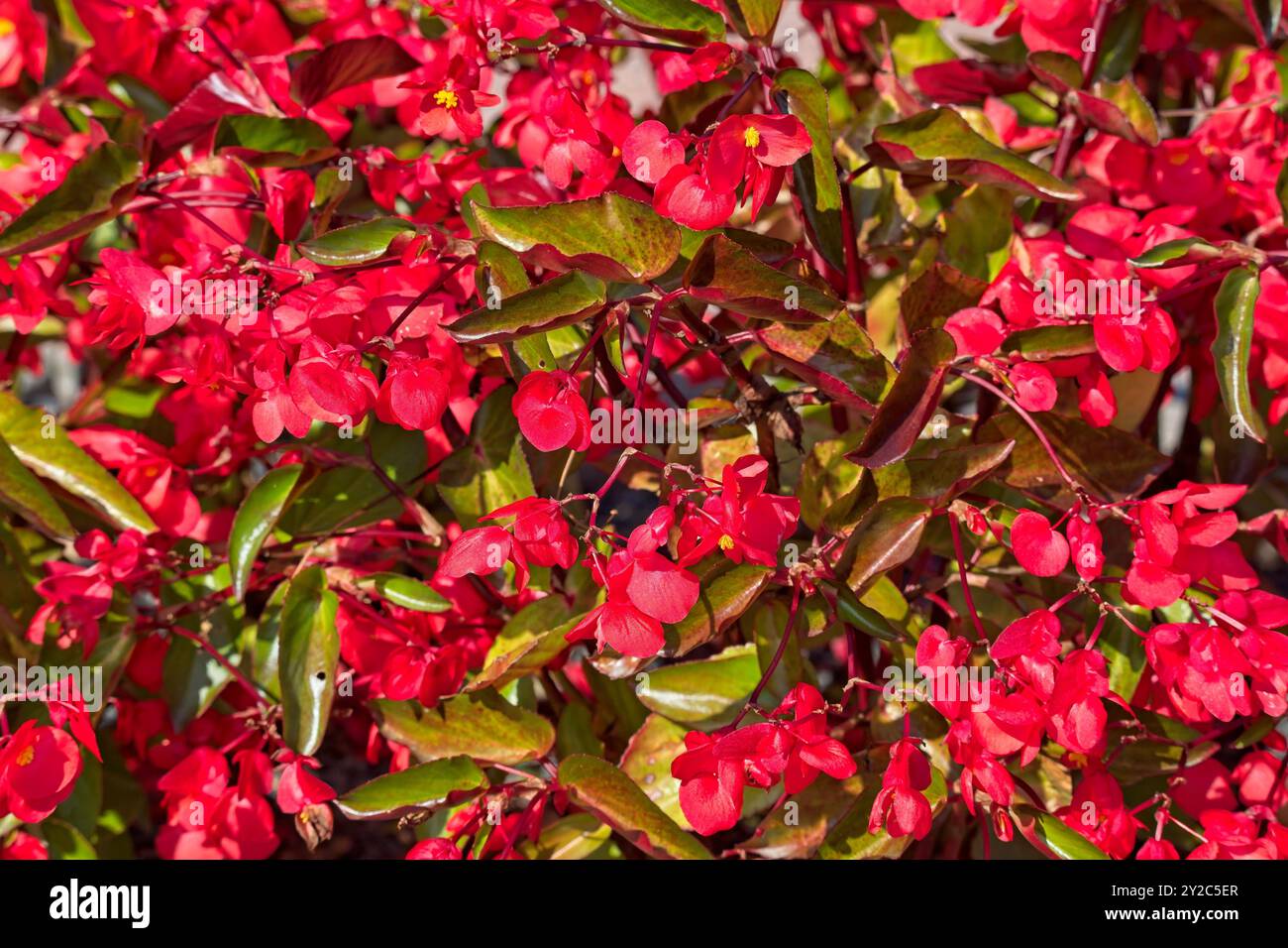 Closeup of begonia semperflorens, known as wax begonia is probably the ...