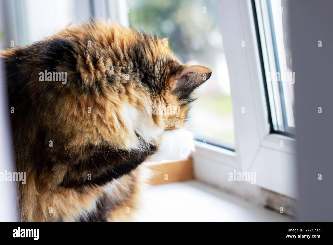 A curious cat is comfortably sitting on a window sill, intently looking ...