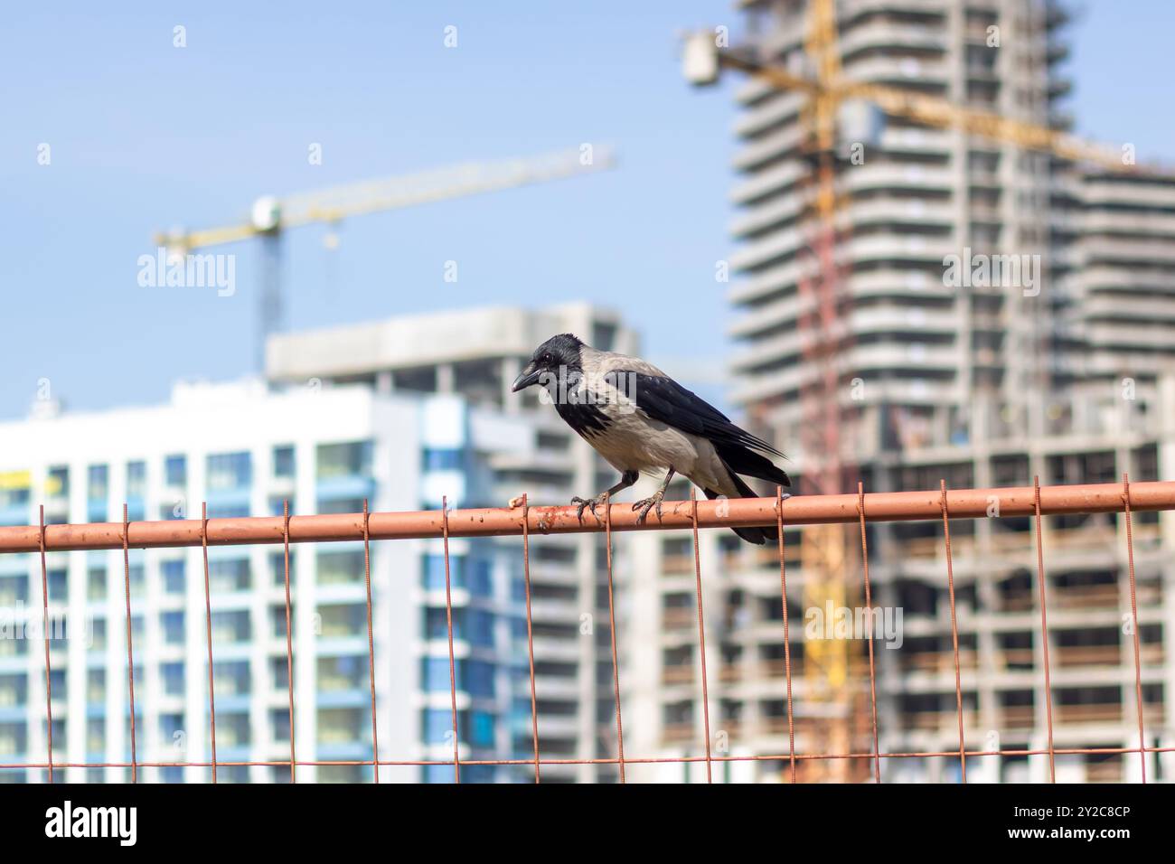A bird perches on a wire fence by a building under construction Stock ...