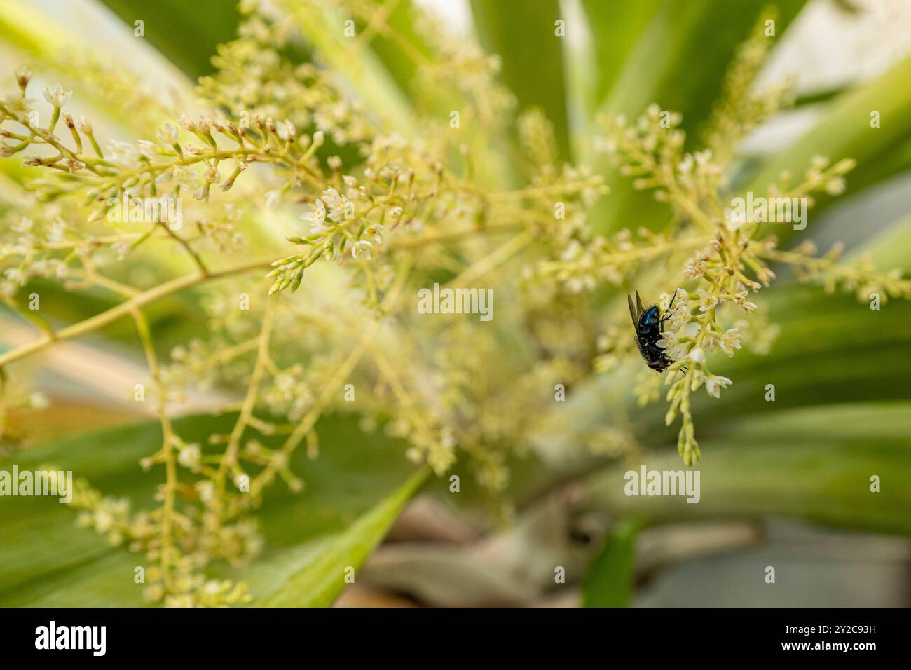 The Liberec botanical garden invites visitors to see the three-metre ...