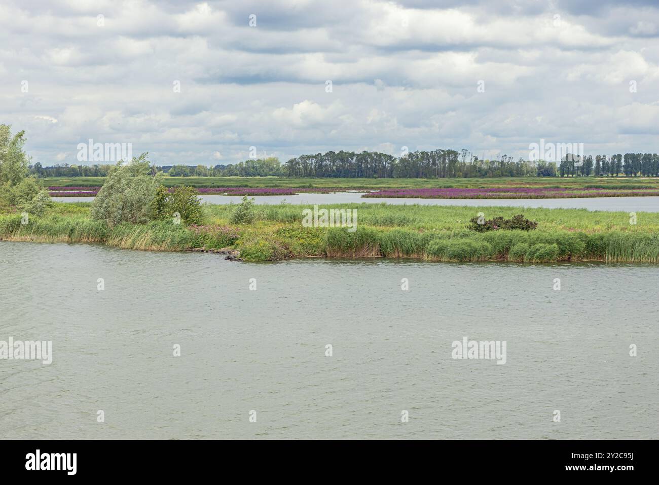 Isolated islets with grassland and reed in the Biesbosch National Park ...