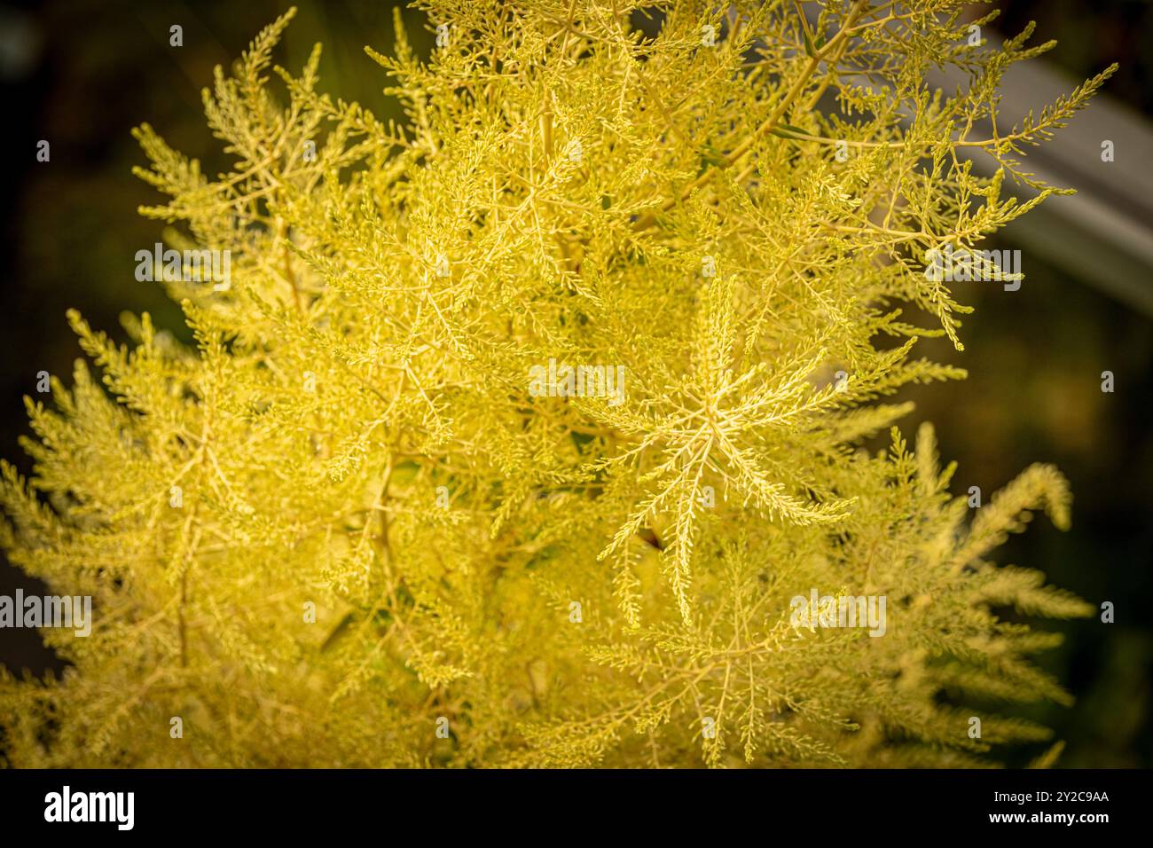 The Liberec botanical garden invites visitors to see the three-metre ...