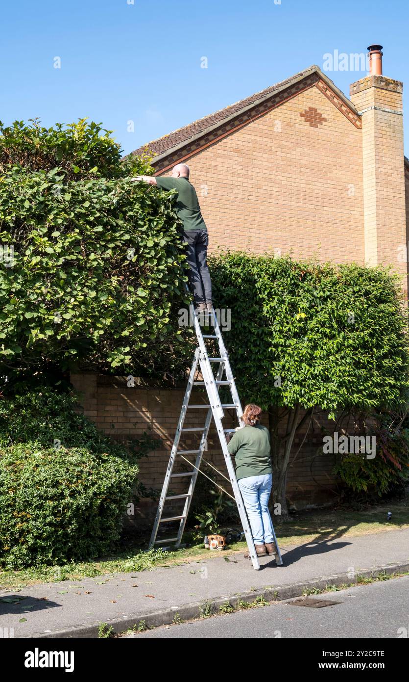 Gardener up ladder trimming top of bush, Cherry Willingham, Lincoln ...