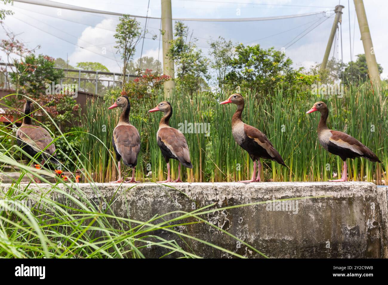 Five Black bellied whistling duck gather at Bird Paradise, Singapore ...