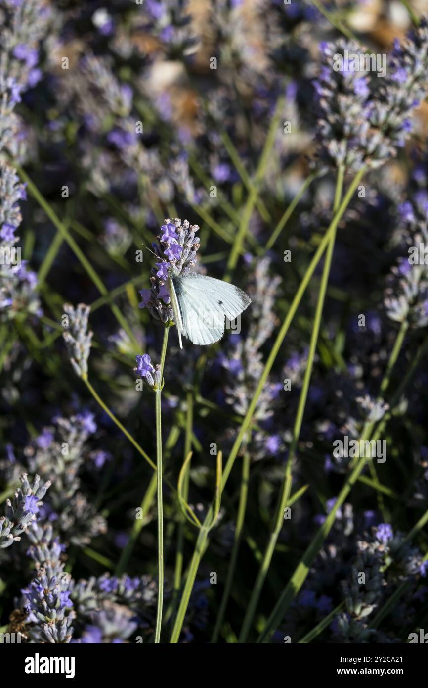 Black spot middle of forewing hi-res stock photography and images - Alamy