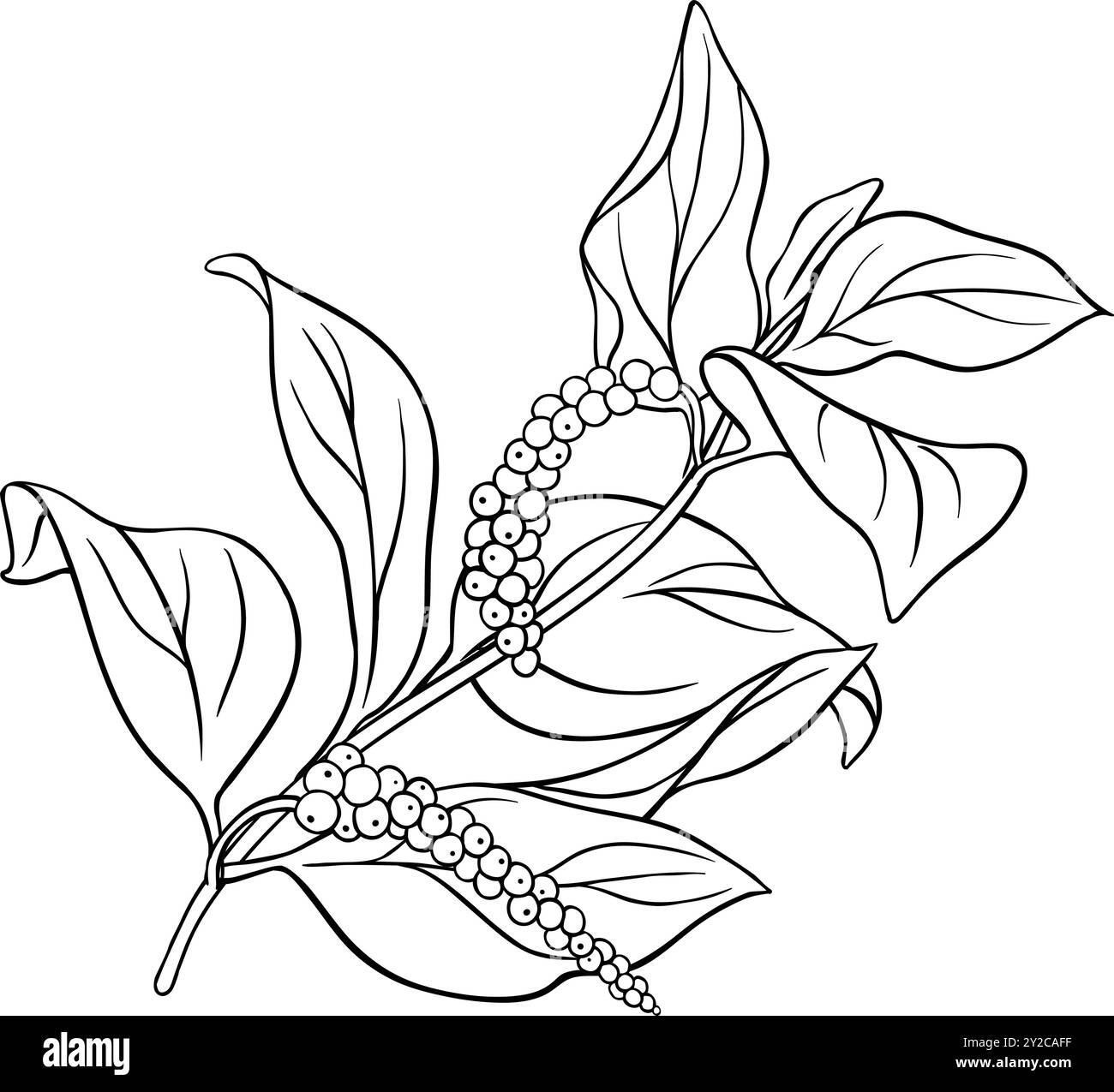 Black Pepper Branch Outline Illustration Stock Vector Image & Art - Alamy