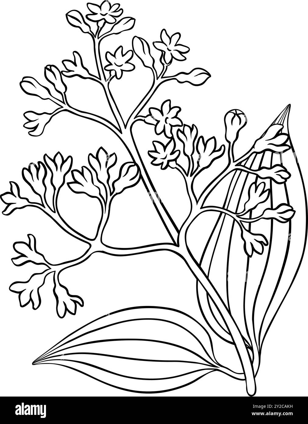 Cinnamon Branch Colored Detailed Illustration Stock Vector Image & Art ...