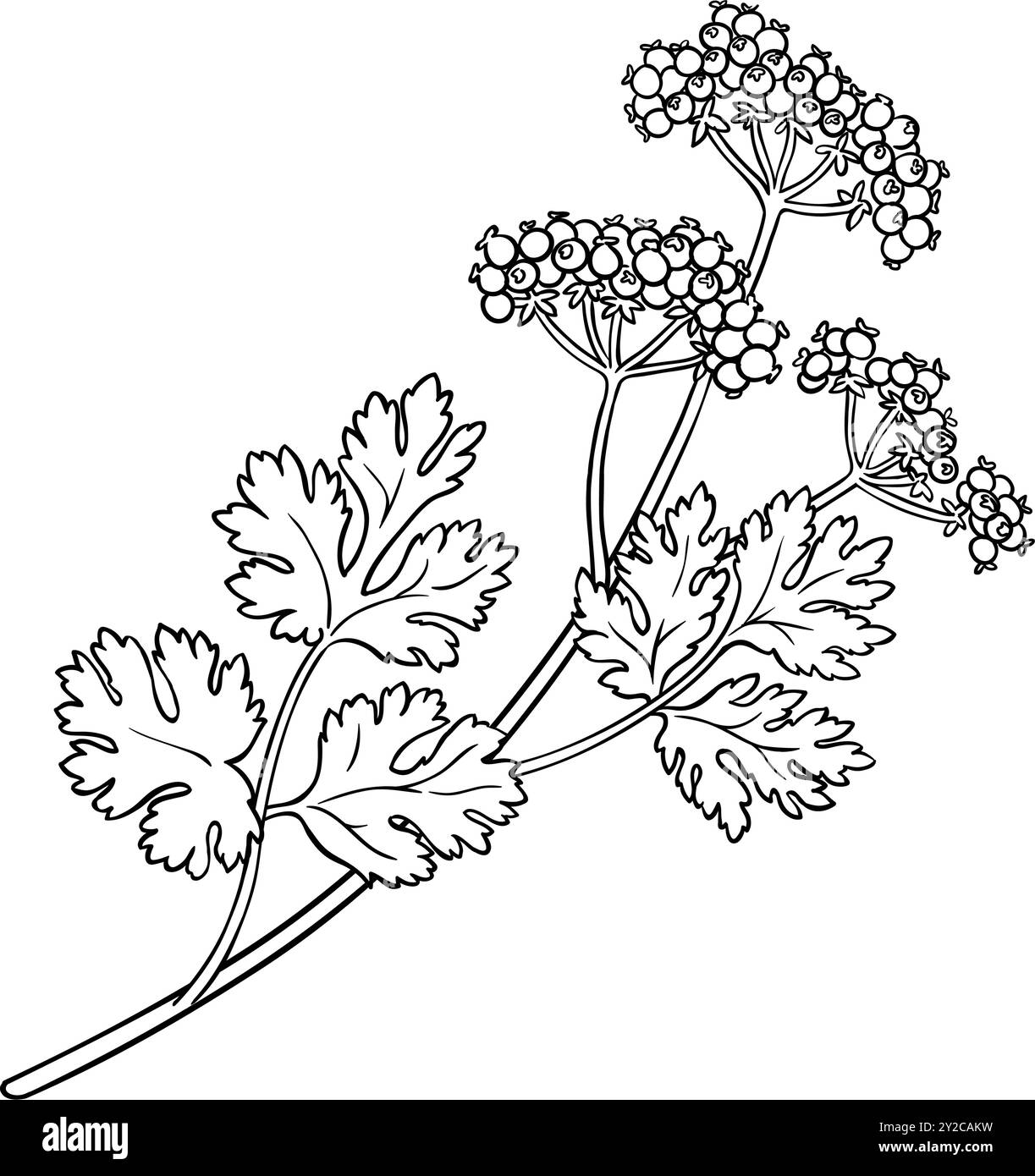 Coriander Branch with Seeds Outline Illustration Stock Vector Image ...