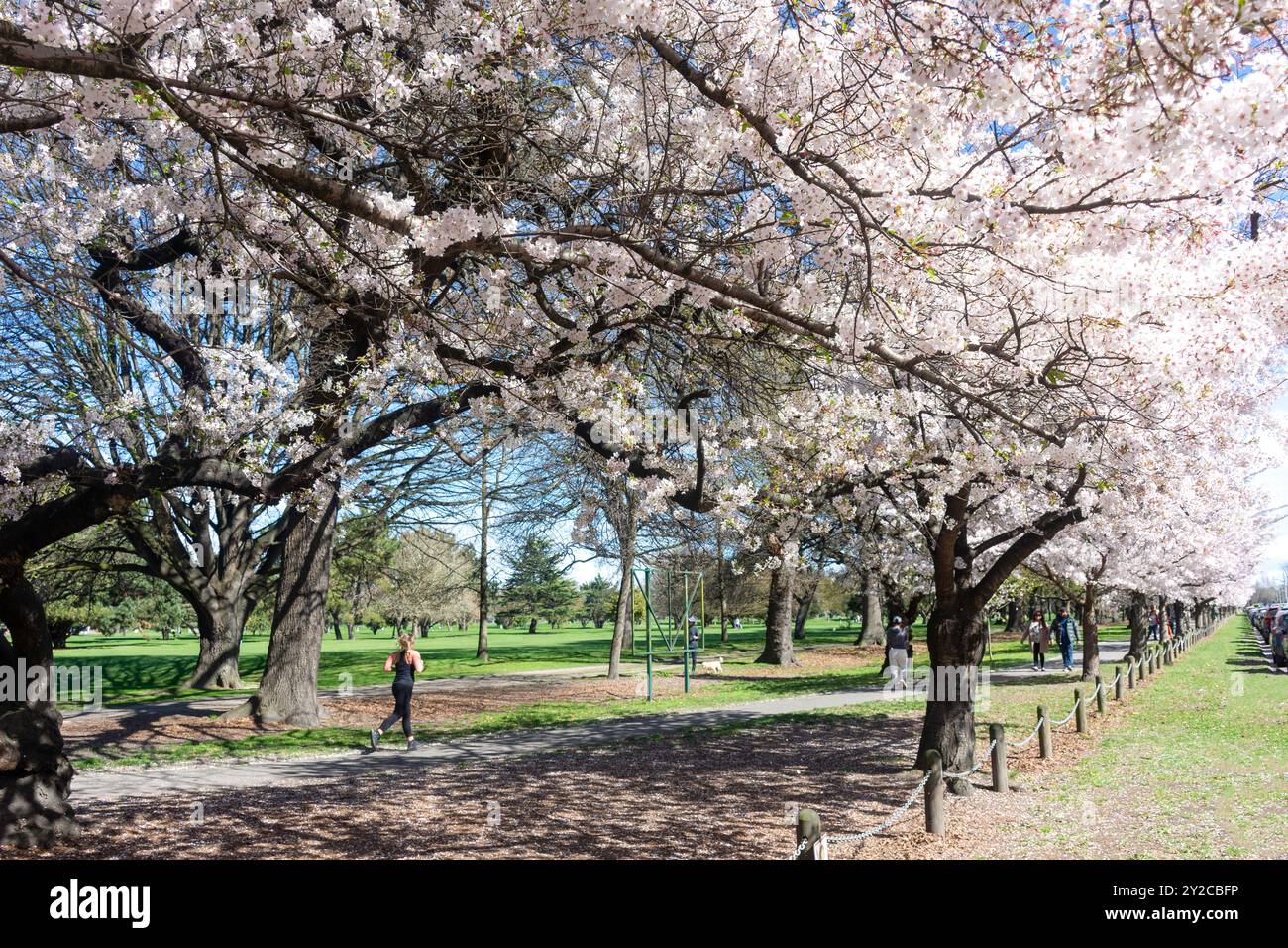 Cherry Blossom trees in spring, Hagley Park North, Christchurch Central ...