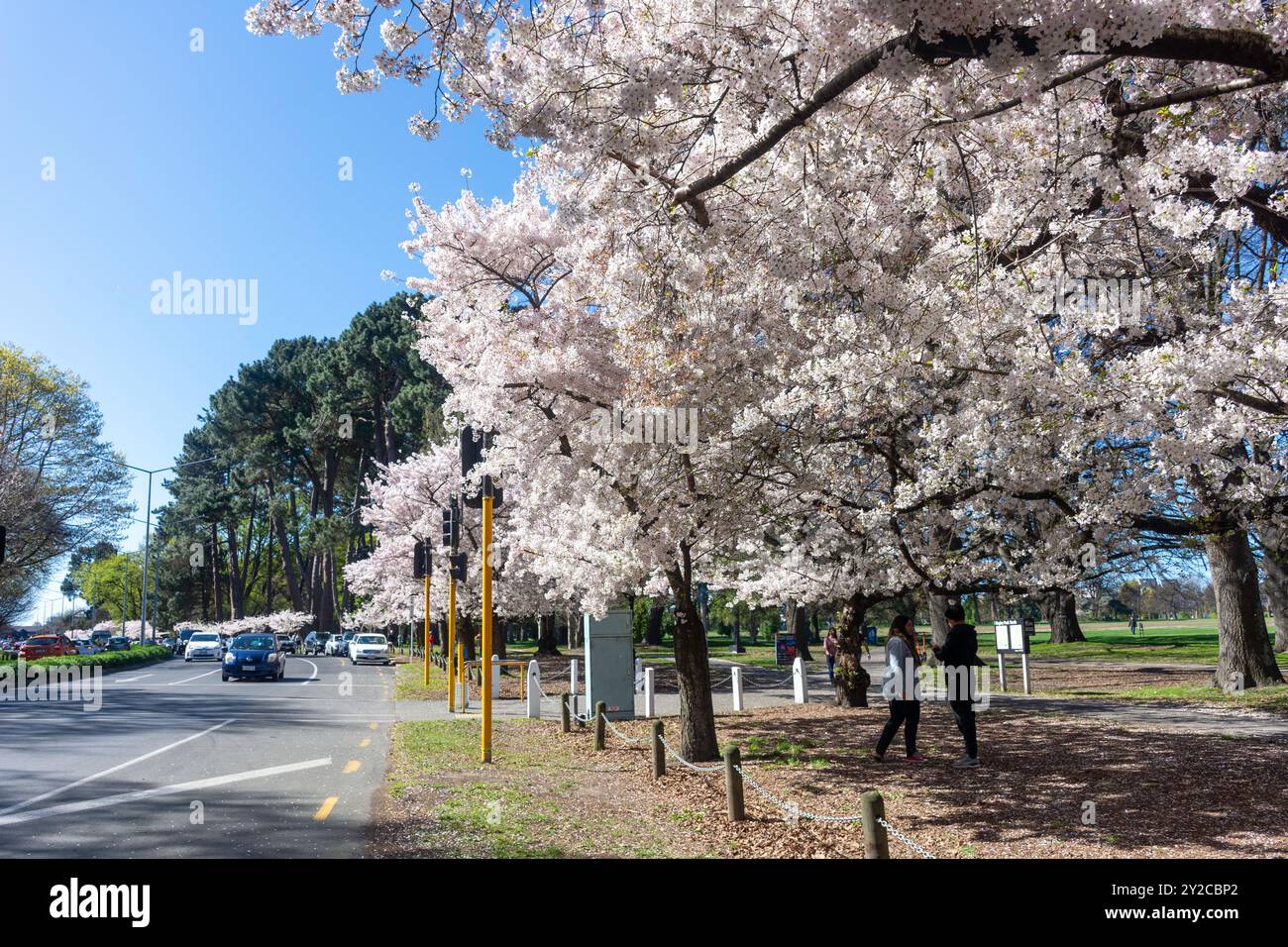 Avenue blossom cherry cherry hi-res stock photography and images - Alamy