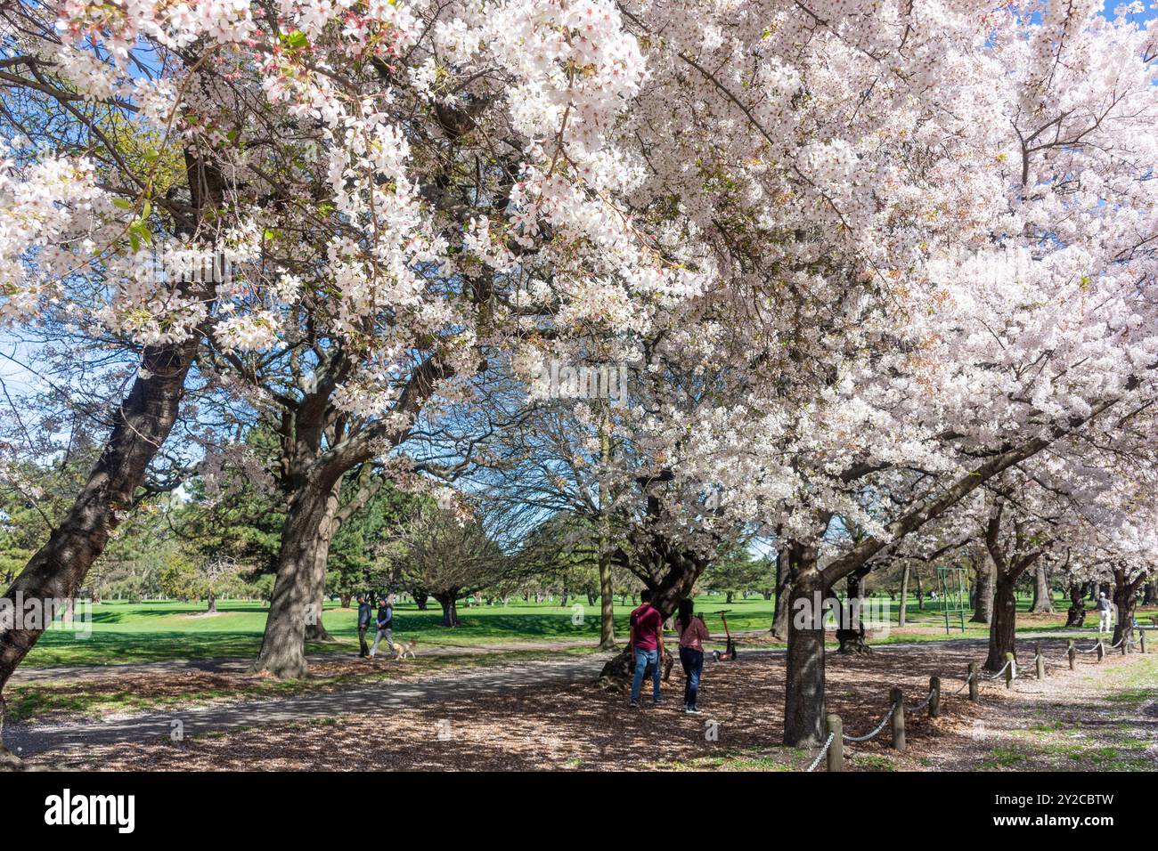 Avenue blossom cherry cherry hi-res stock photography and images - Alamy