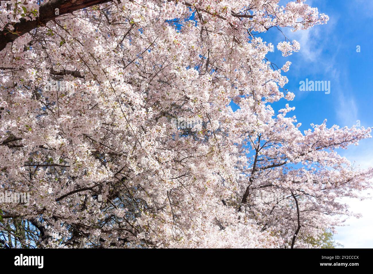 Avenue blossom cherry cherry hi-res stock photography and images - Alamy