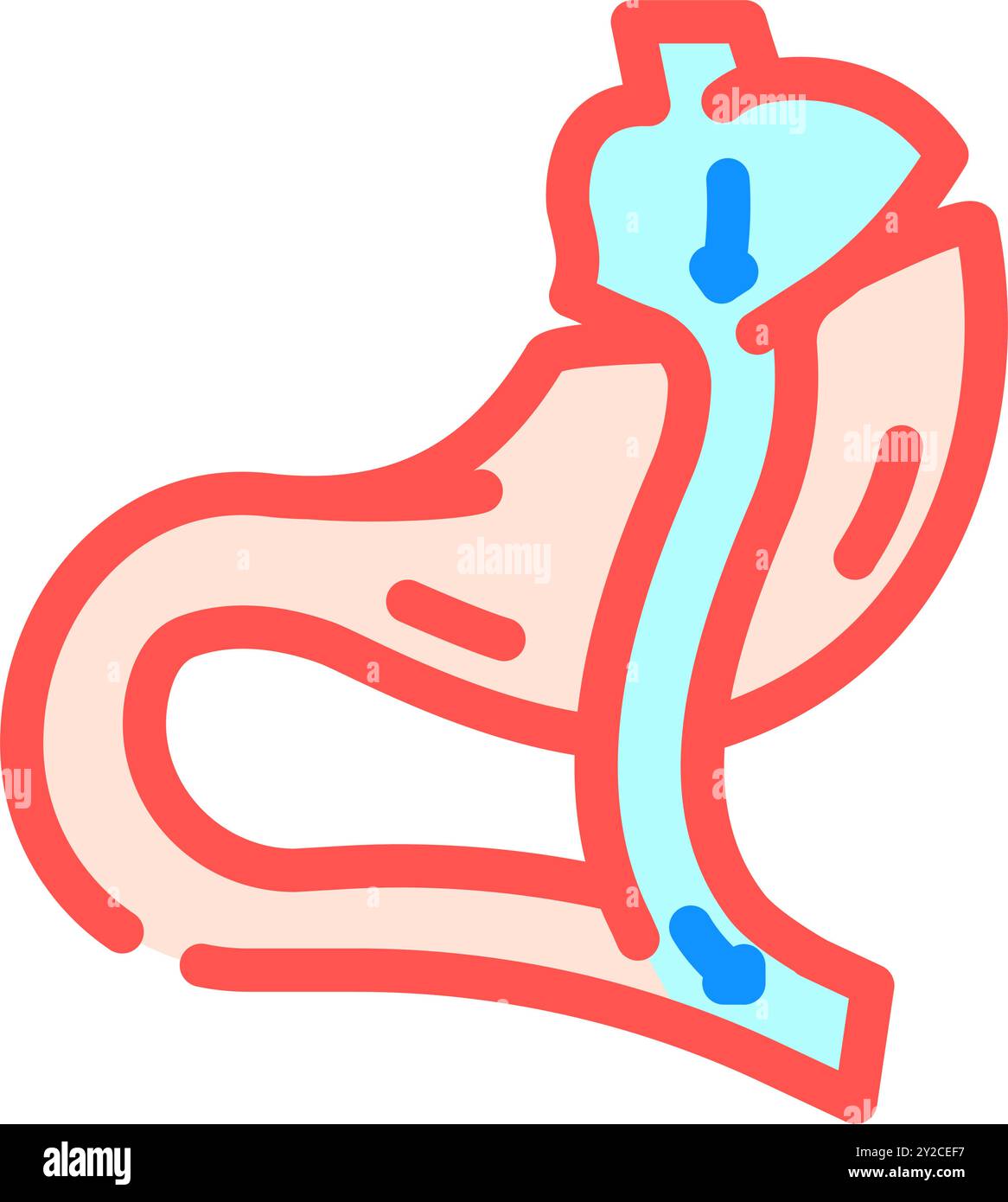 Gastric bypass illustration Cut Out Stock Images & Pictures - Alamy