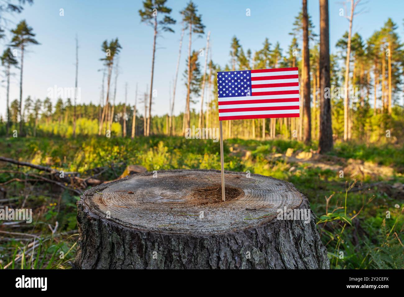 UN Climate Change Conference. Poland Deforestation. Ecological disaster ...