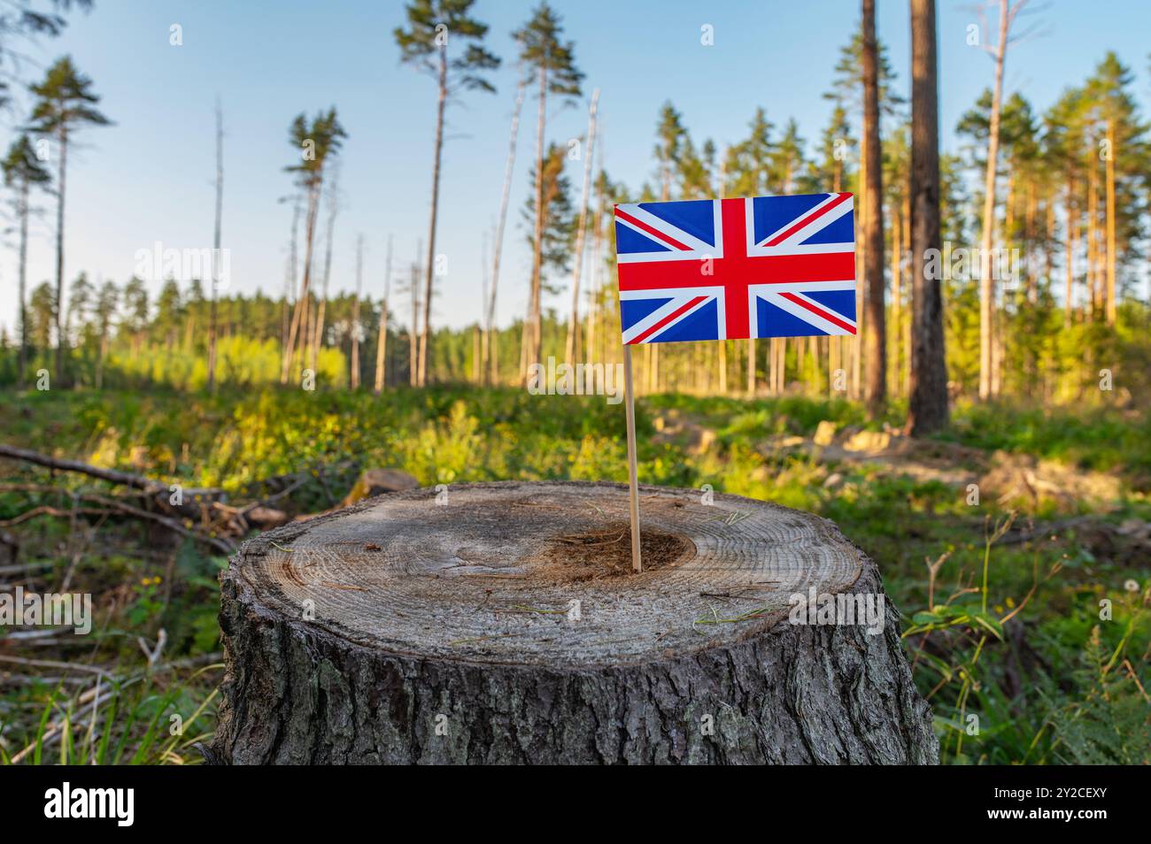 UN Climate Change Conference. England UK Deforestation. Ecological ...