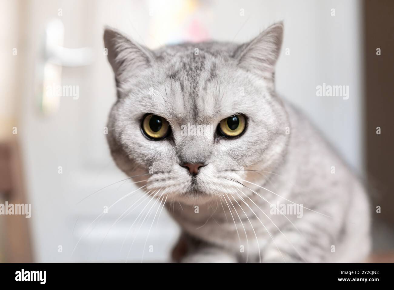 Cat, Portrait, Home - A gray tabby cat looks directly at the camera ...