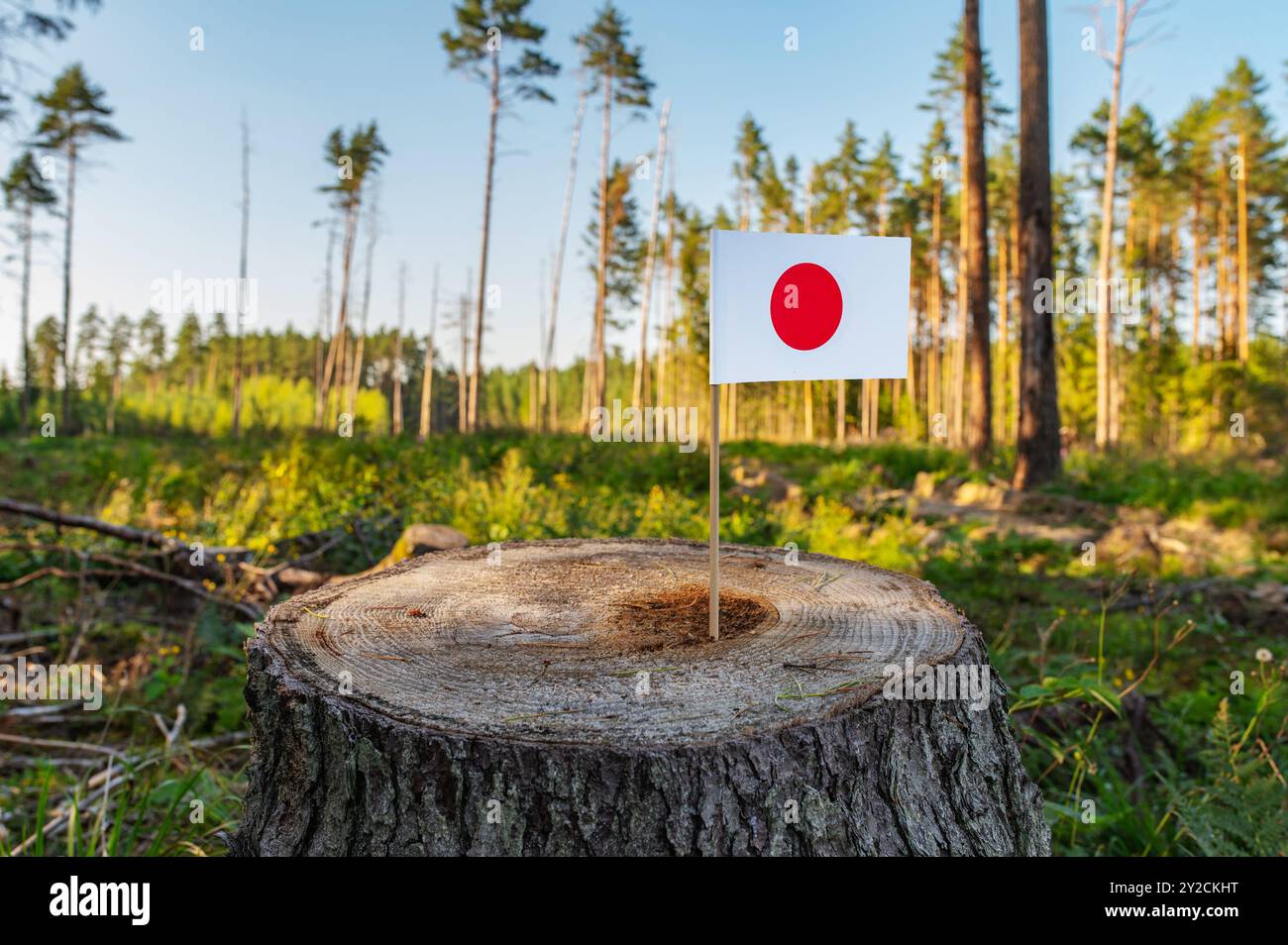 UN Climate Change Conference. Japan Deforestation. Ecological disaster ...