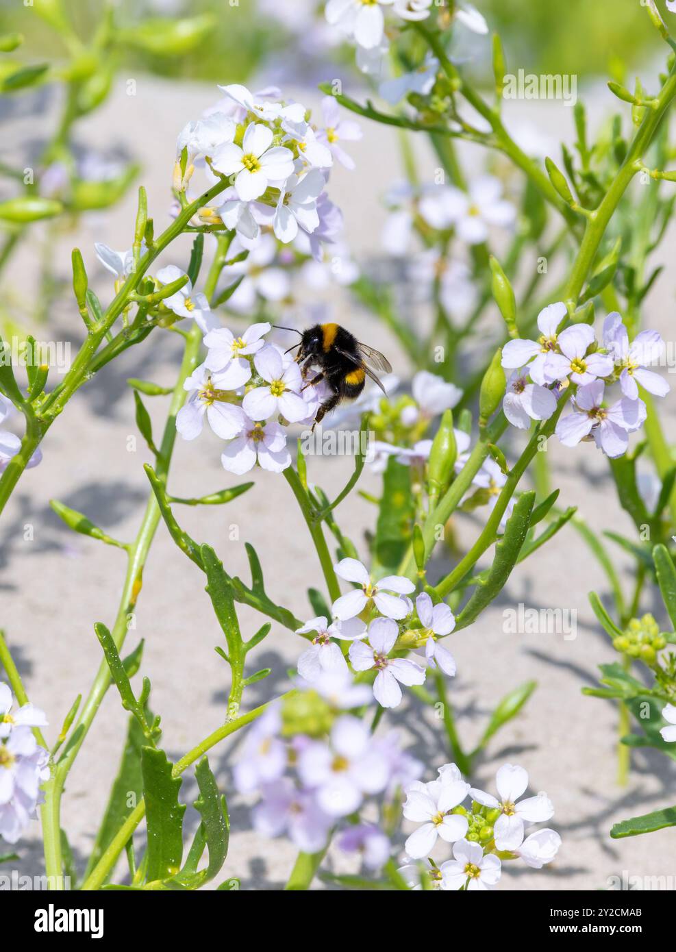 Bumblebee or bee sitting with open wings on top of pretty white Rocket ...
