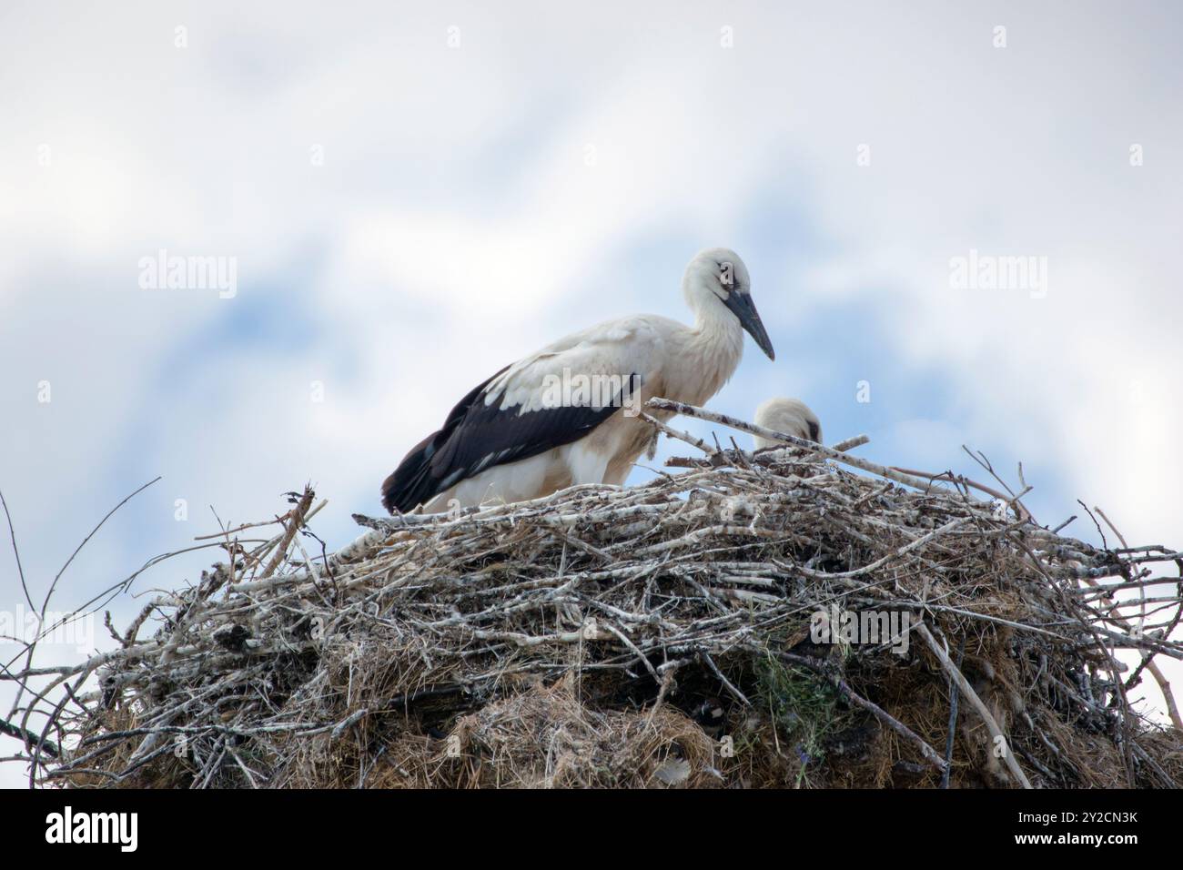 Two European white storks in the nest, blue summer sky. The stork is a ...