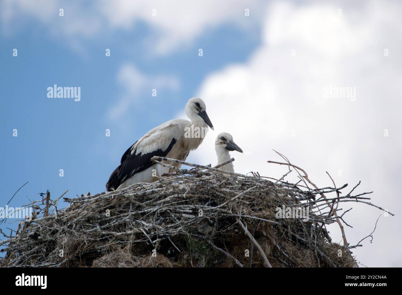 Two European white storks in the nest, up on an electricity pole. The ...