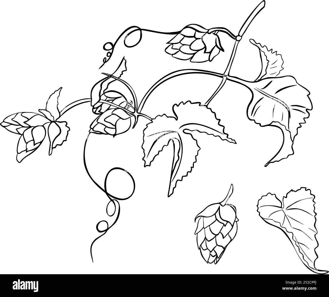 Hop vine, humulus plant black white silhouette vector illustration ...