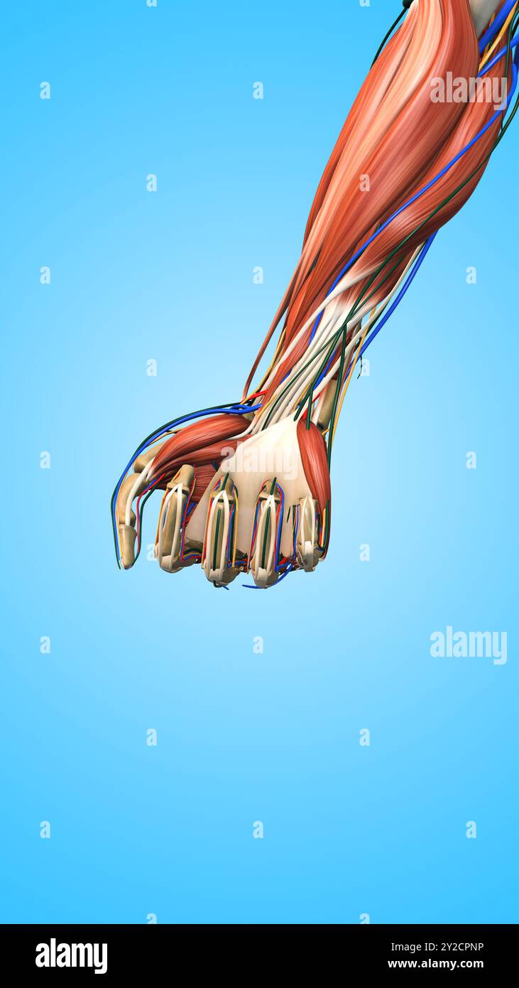 Hand Movement with Muscles Bones and Veins Stock Photo - Alamy