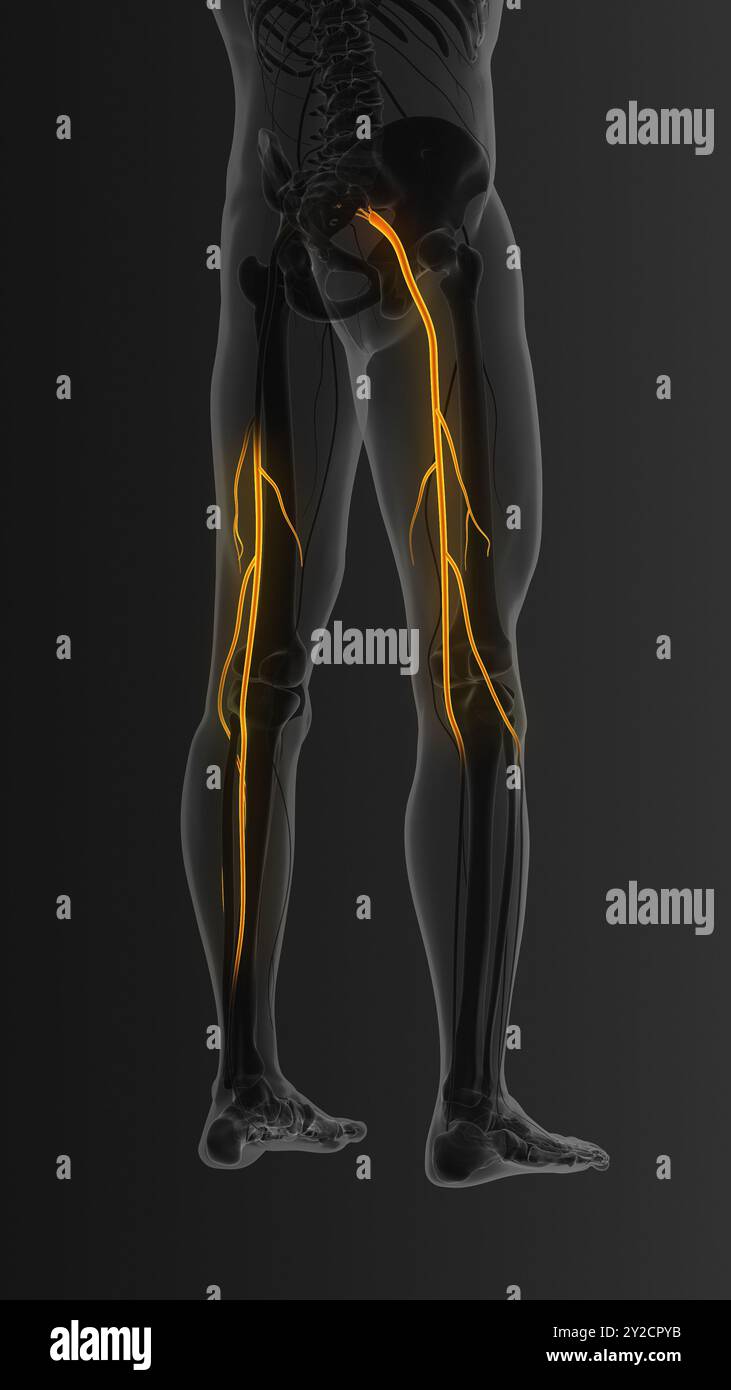 Sciatic nerve pain travelling to toes Stock Photo - Alamy